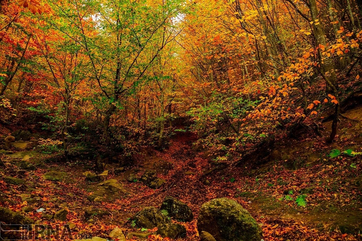 Asalem-Khalkhal: Iran's Most Picturesque Forest Route – SURFIRAN