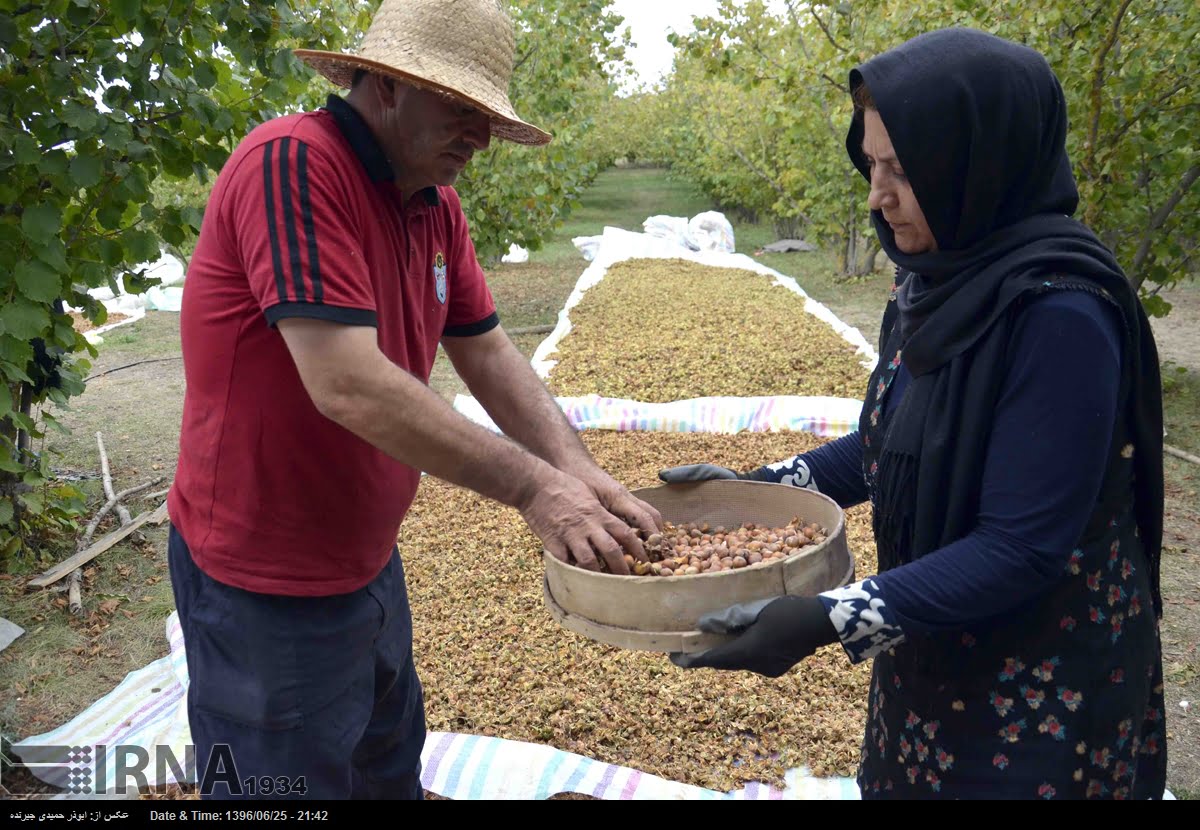 Rudbar's Hazelnut Bounty: An Inside Look at Harvesting in Gilan – SURFIRAN