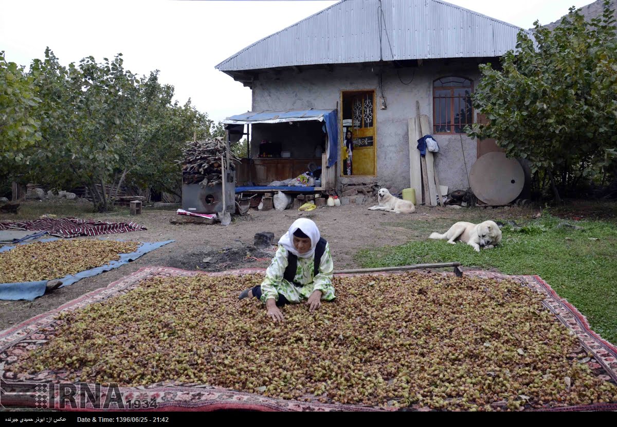 Rudbar's Hazelnut Bounty: An Inside Look at Harvesting in Gilan – SURFIRAN