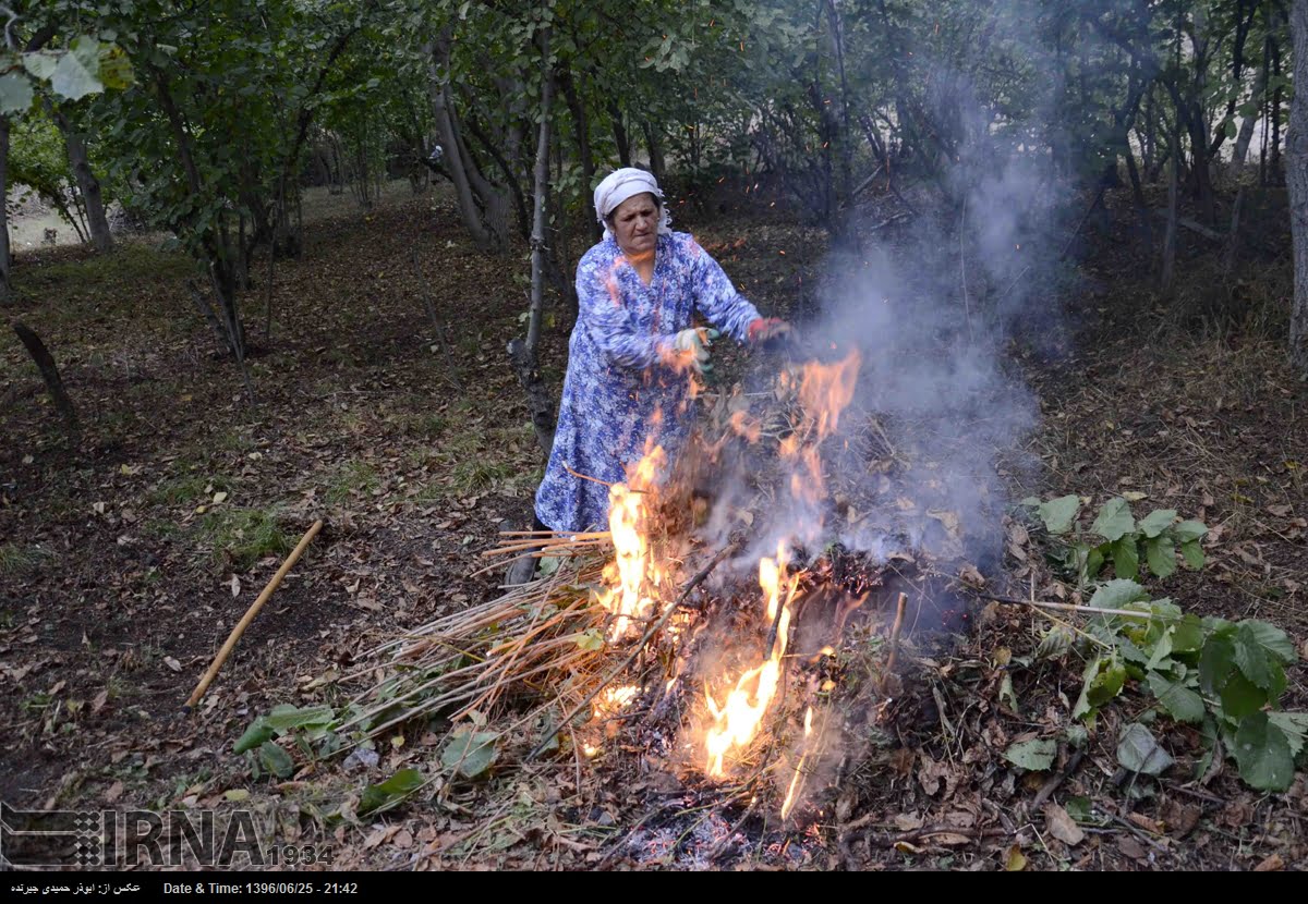 Rudbar's Hazelnut Bounty: An Inside Look at Harvesting in Gilan – SURFIRAN