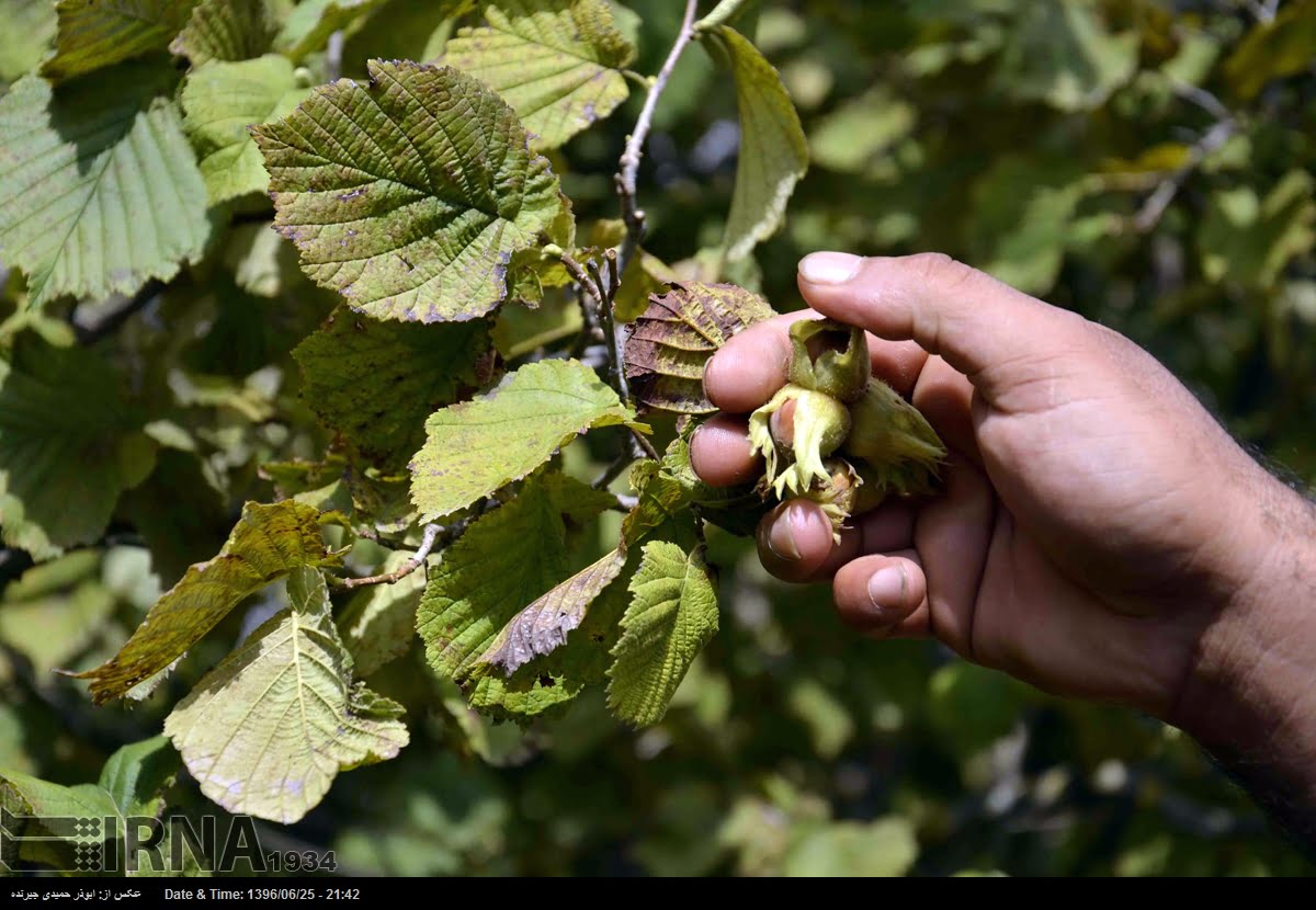 Rudbar's Hazelnut Bounty: An Inside Look at Harvesting in Gilan – SURFIRAN