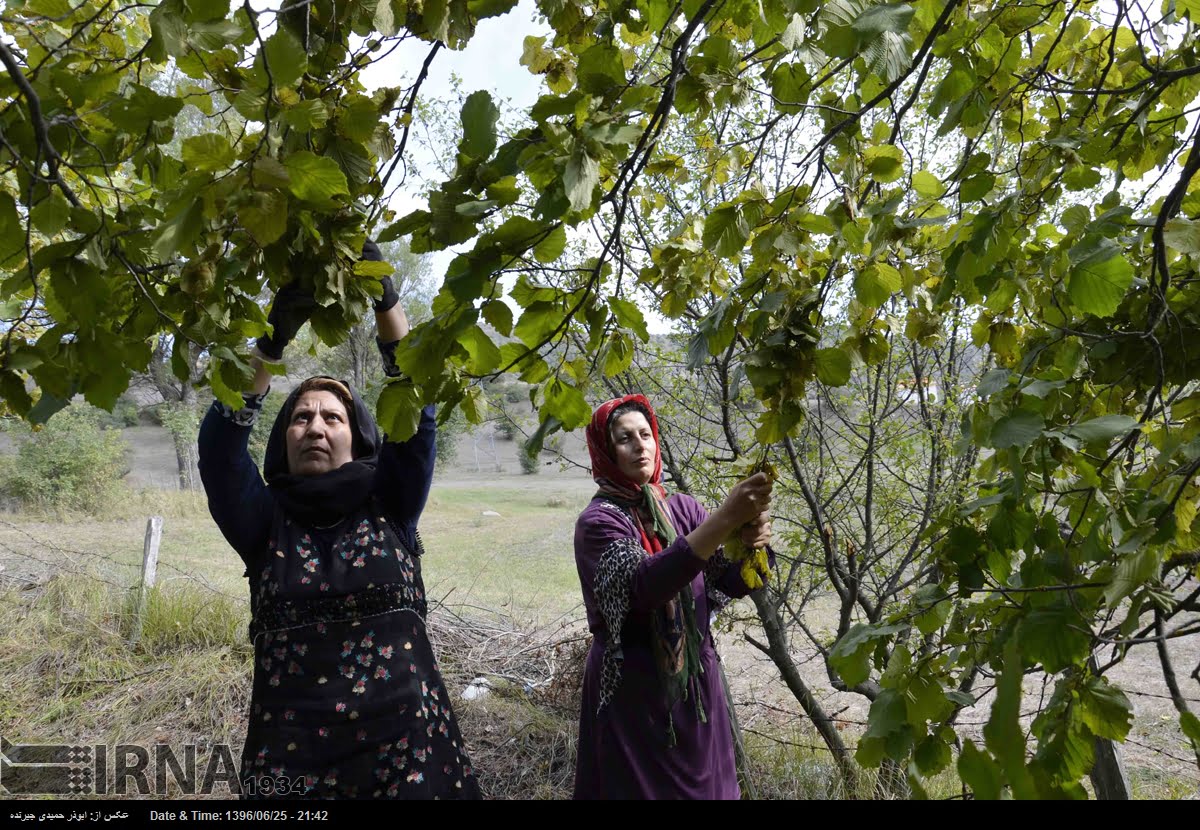 Rudbar's Hazelnut Bounty: An Inside Look at Harvesting in Gilan – SURFIRAN