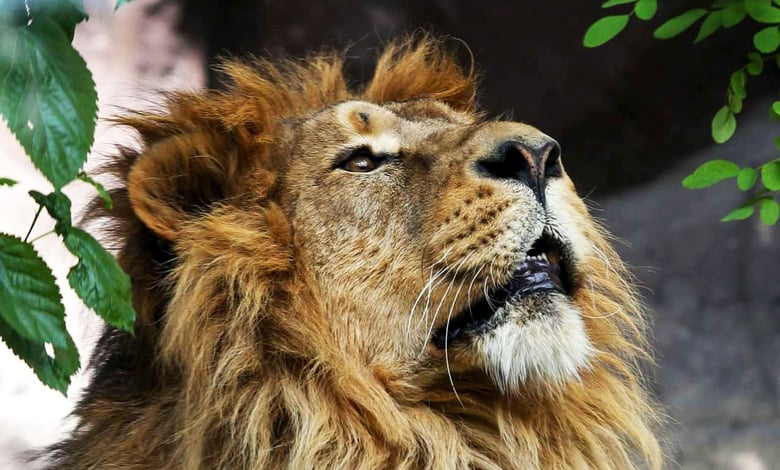 Return To Motherland: Iranian lion returns to Iran after 80 years ...