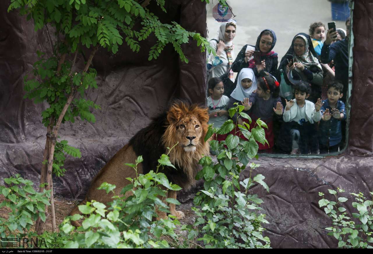 Return To Motherland: Iranian lion returns to Iran after 80 years ...
