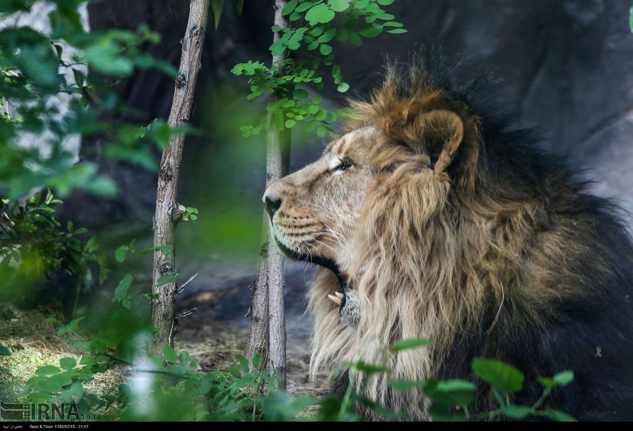Return To Motherland: Iranian lion returns to Iran after 80 years ...