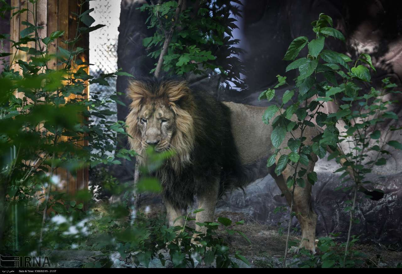 Return To Motherland: Iranian lion returns to Iran after 80 years ...