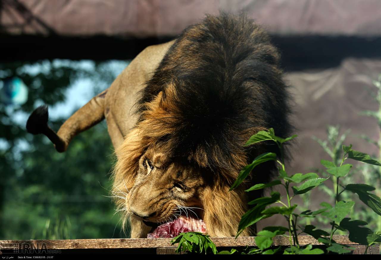Return To Motherland: Iranian lion returns to Iran after 80 years ...