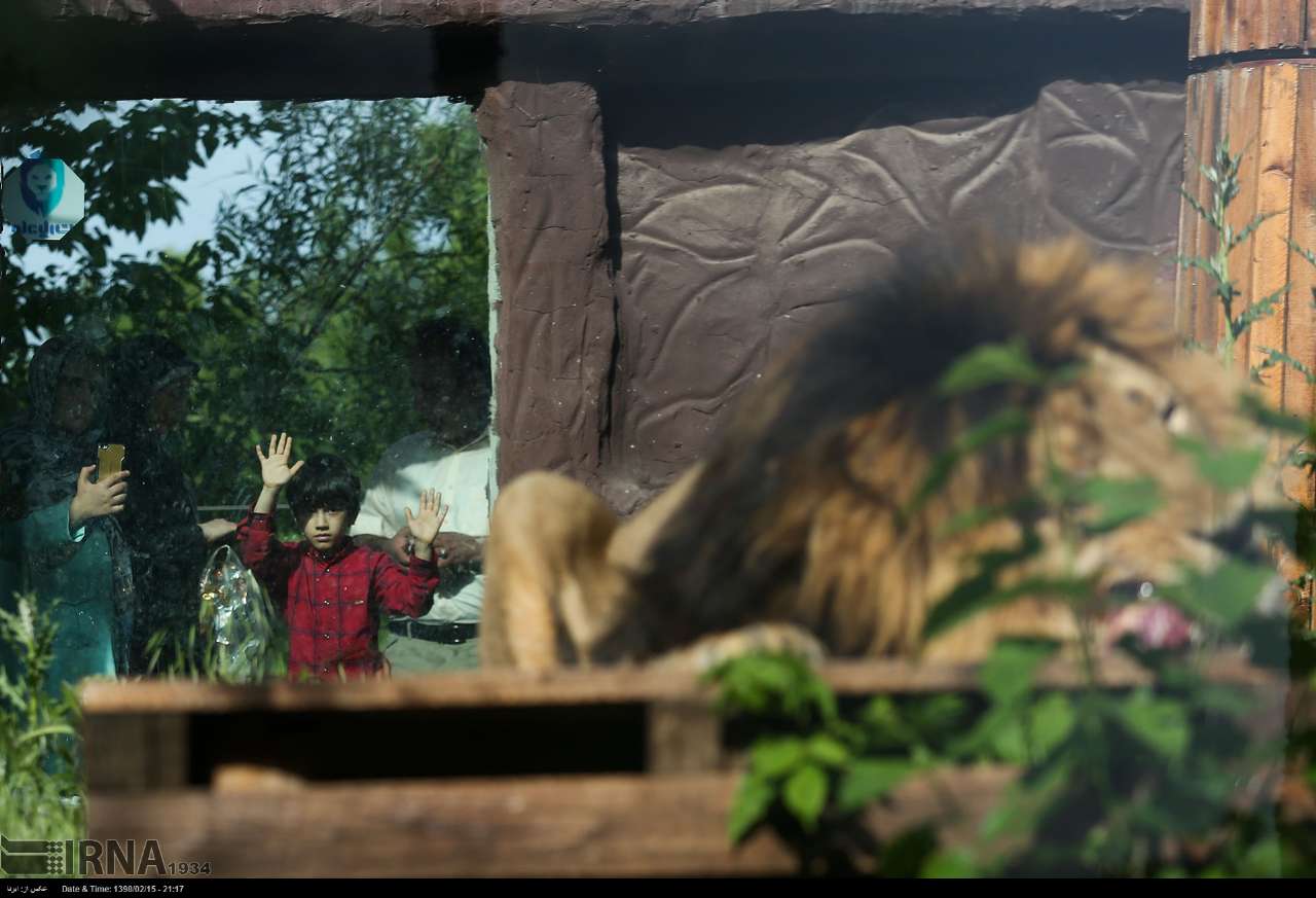 Return To Motherland: Iranian lion returns to Iran after 80 years ...