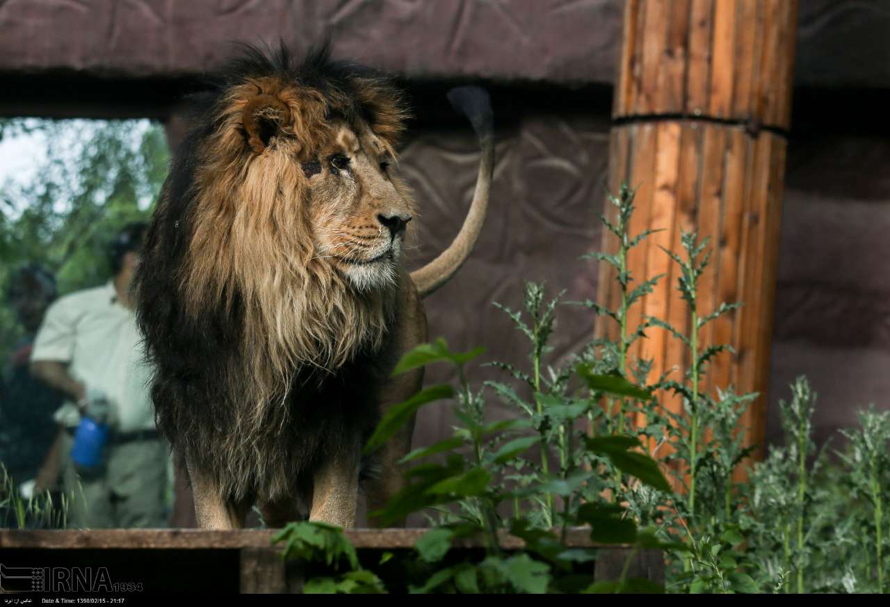 Return To Motherland: Iranian lion returns to Iran after 80 years ...