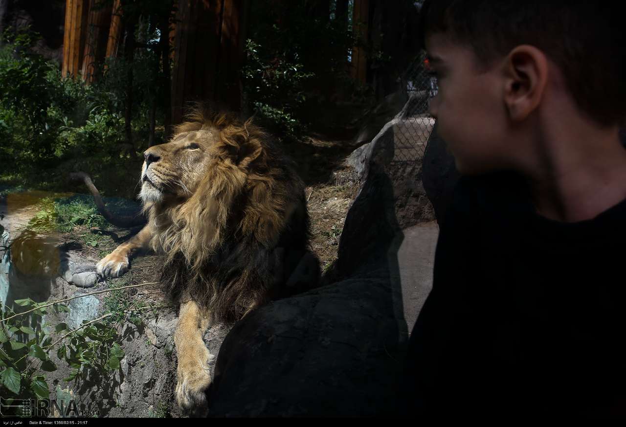 Return To Motherland: Iranian lion returns to Iran after 80 years ...