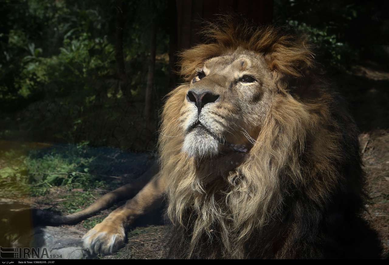 Return To Motherland: Iranian lion returns to Iran after 80 years ...