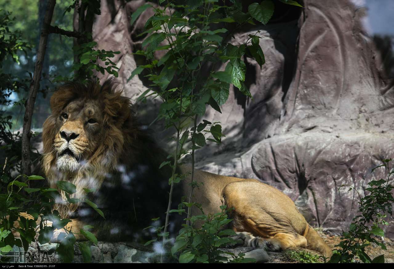 Return To Motherland: Iranian lion returns to Iran after 80 years ...