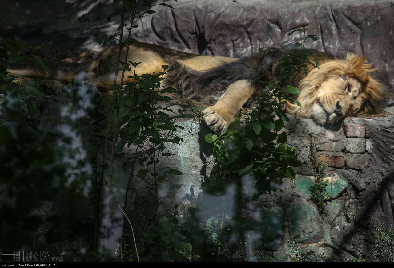 Return To Motherland: Iranian lion returns to Iran after 80 years ...