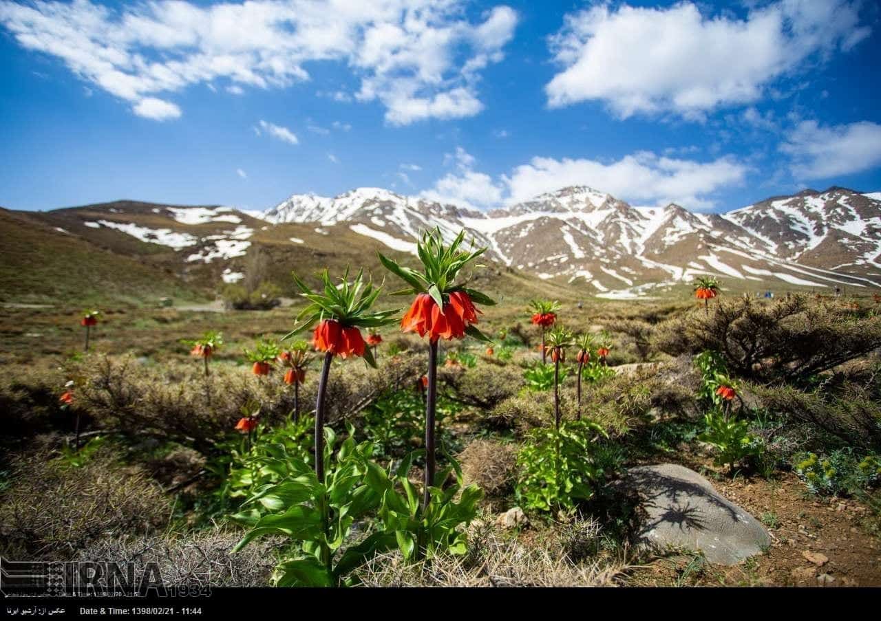 Reverse Tulips – The Beautiful Flower in Central Iran – SURFIRAN