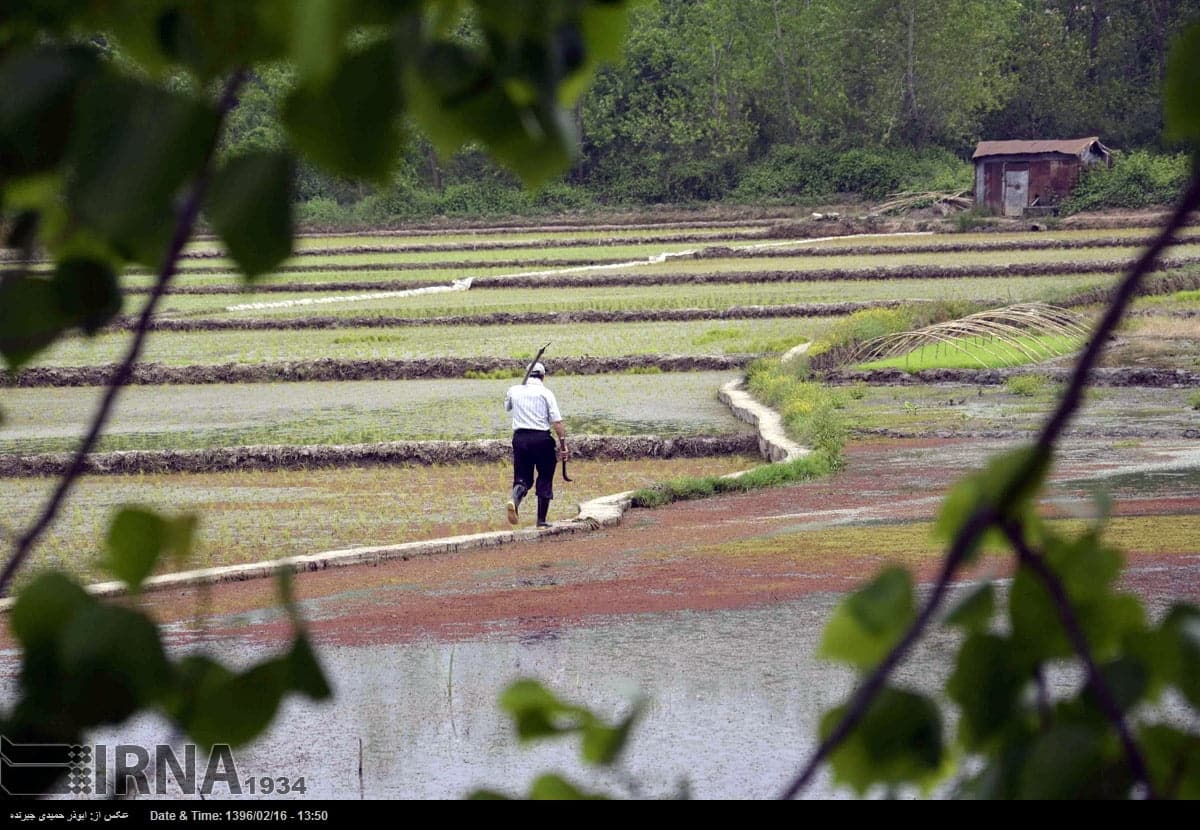 Gilan's Rice Fields: Cultural and Agrarian Beauty in Iran – SURFIRAN