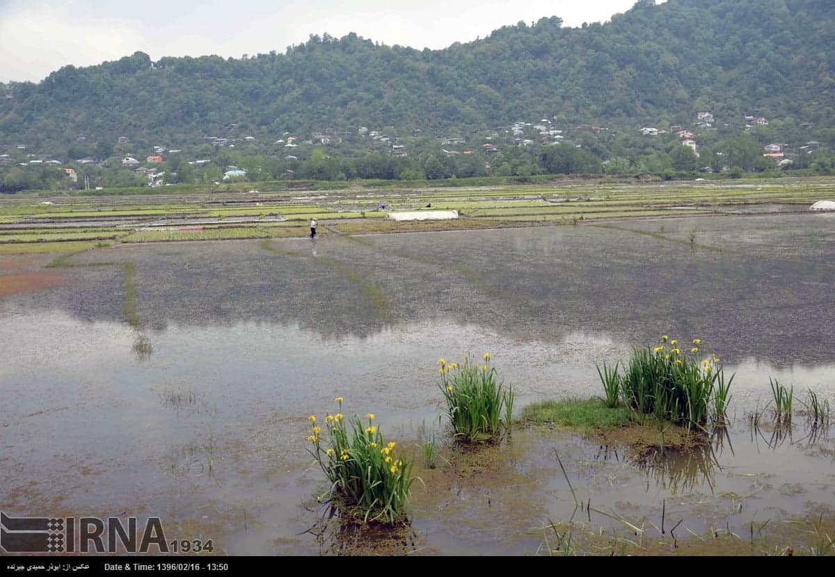 Gilan's Rice Fields: Cultural and Agrarian Beauty in Iran – SURFIRAN