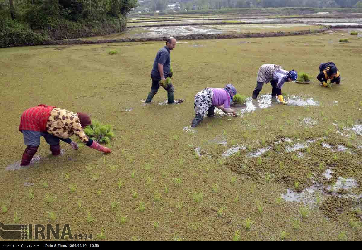 Gilan's Rice Fields: Cultural and Agrarian Beauty in Iran – SURFIRAN