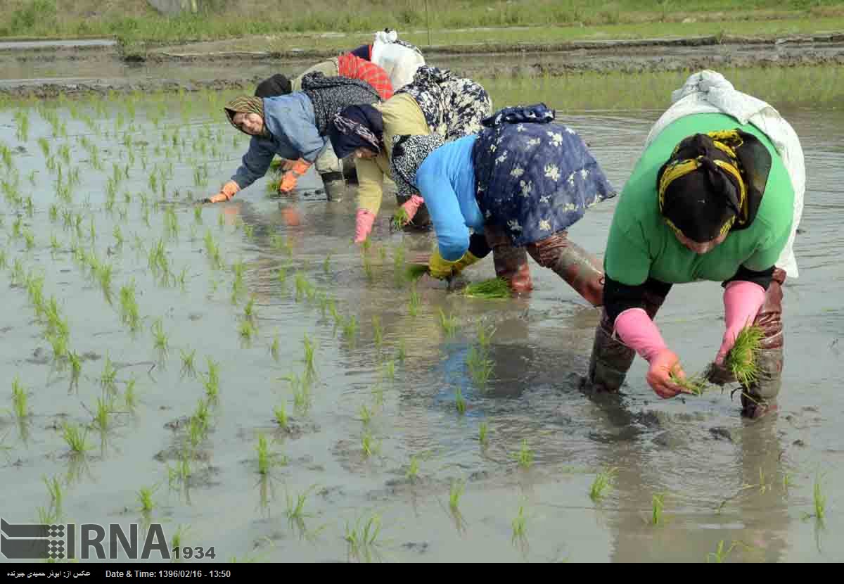 Gilan's Rice Fields: Cultural and Agrarian Beauty in Iran – SURFIRAN