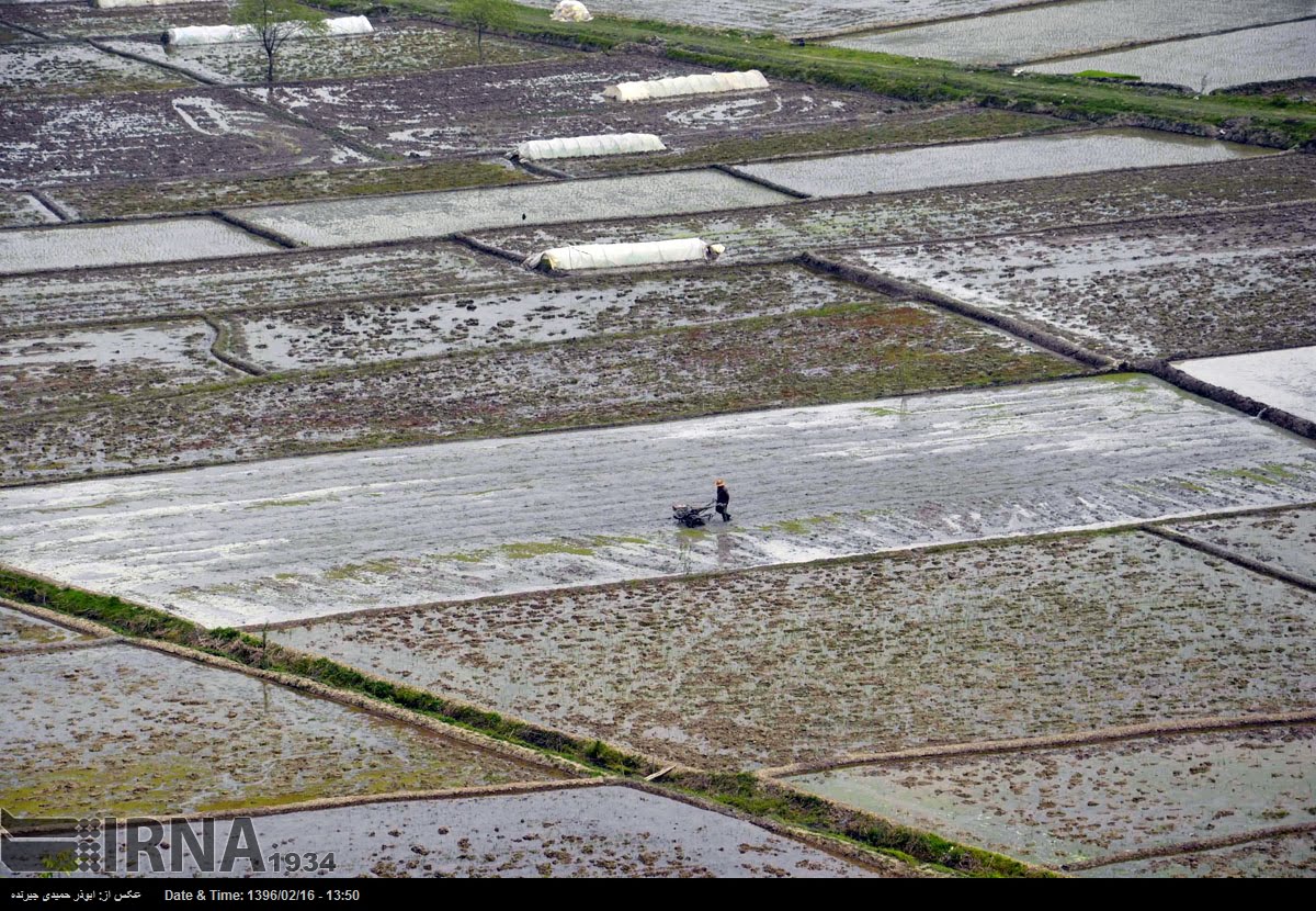 Gilan's Rice Fields: Cultural and Agrarian Beauty in Iran – SURFIRAN