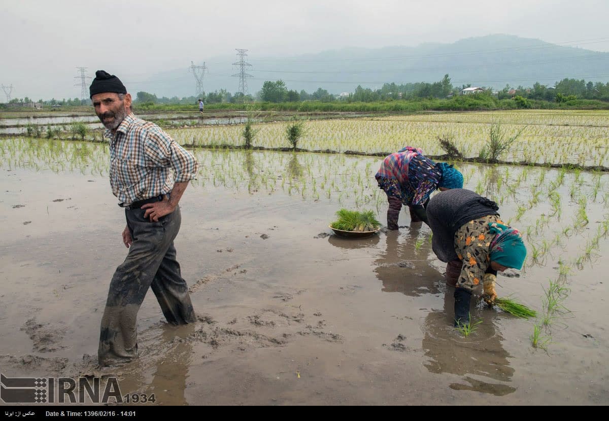 Gilan's Rice Fields: Cultural and Agrarian Beauty in Iran – SURFIRAN