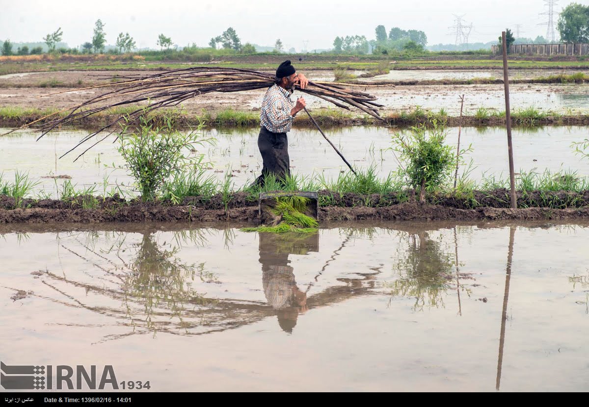 Gilan's Rice Fields: Cultural and Agrarian Beauty in Iran – SURFIRAN