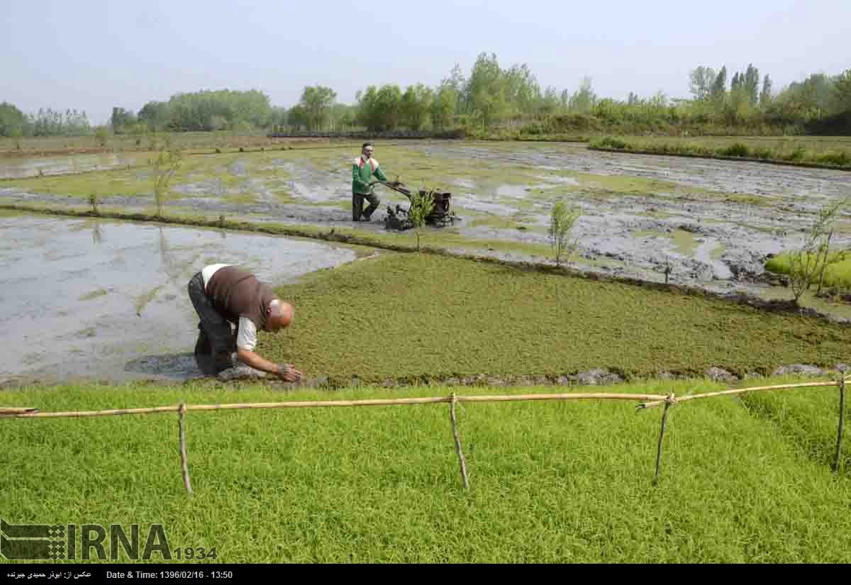 Gilan's Rice Fields: Cultural and Agrarian Beauty in Iran – SURFIRAN