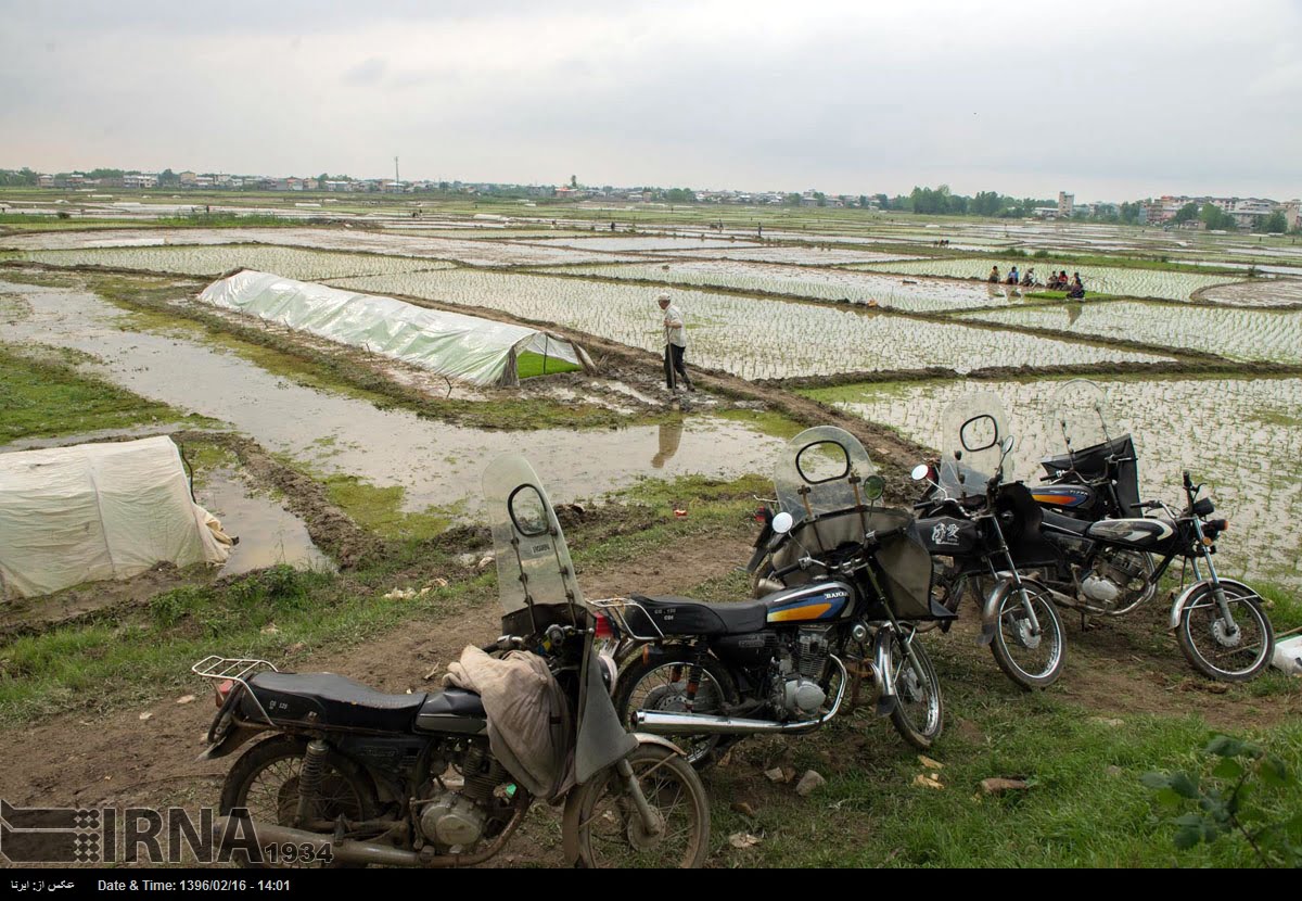 Gilan's Rice Fields: Cultural and Agrarian Beauty in Iran – SURFIRAN