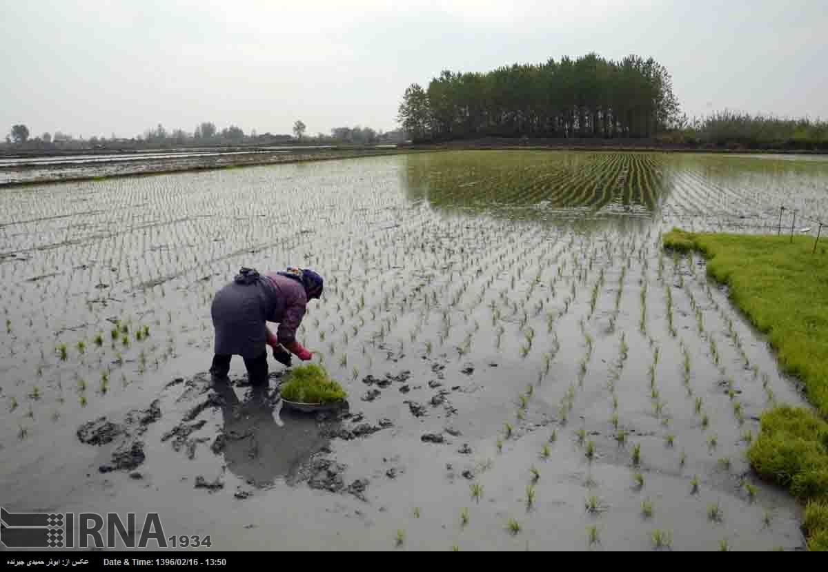 Gilan's Rice Fields: Cultural and Agrarian Beauty in Iran – SURFIRAN