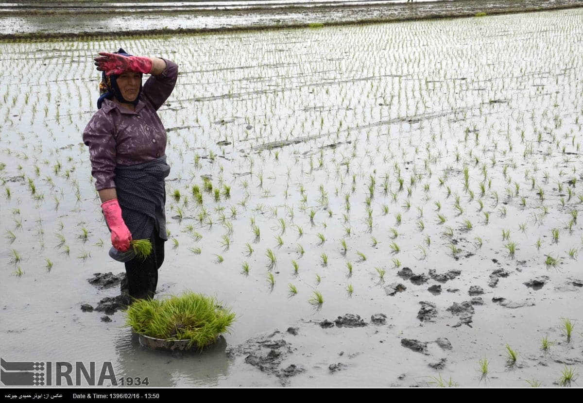 Gilan's Rice Fields: Cultural and Agrarian Beauty in Iran – SURFIRAN