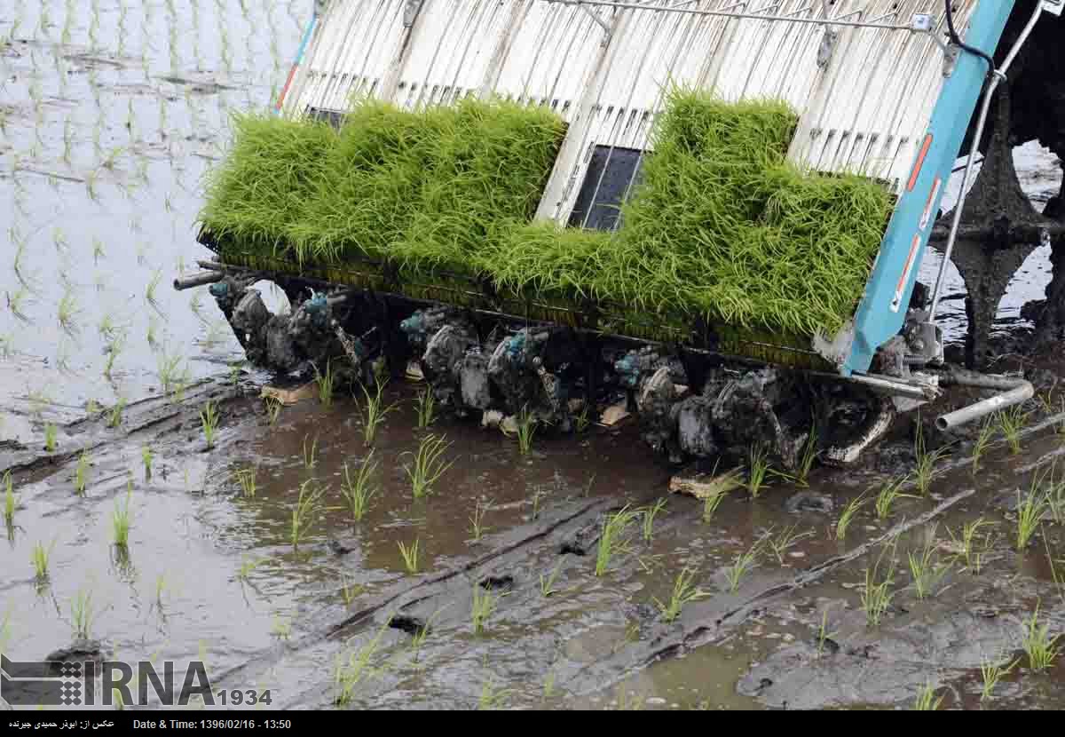 Gilan's Rice Fields: Cultural and Agrarian Beauty in Iran – SURFIRAN