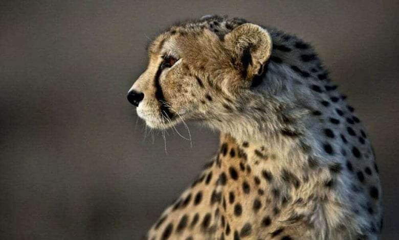 Asiatic Cheetah Festival: Celebrate in Iran to Preserve the Species