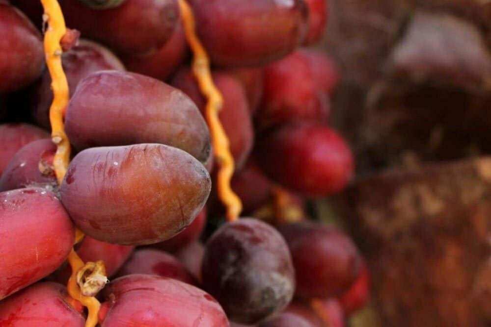 Date Harvest Festival in Iran–When The Heat Brings us Heavenly Gift ...