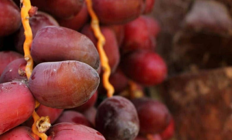 Date Harvest Festival in Iran–When The Heat Brings us Heavenly Gift ...