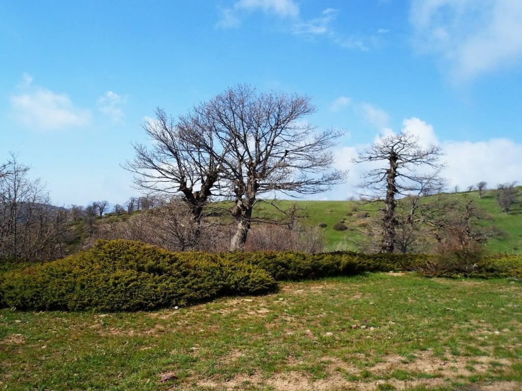 Top 15 Reasons to Explore Jangale Abr – SURFIRAN