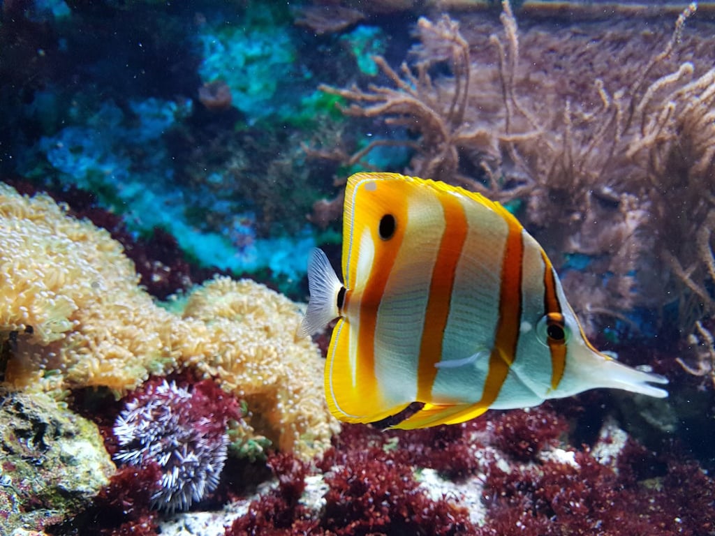 Kish Aquarium: All You Need to Know Before You Go