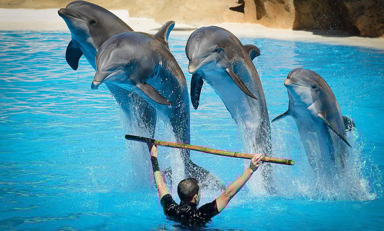 Kish Dolphin Park – SURFIRAN