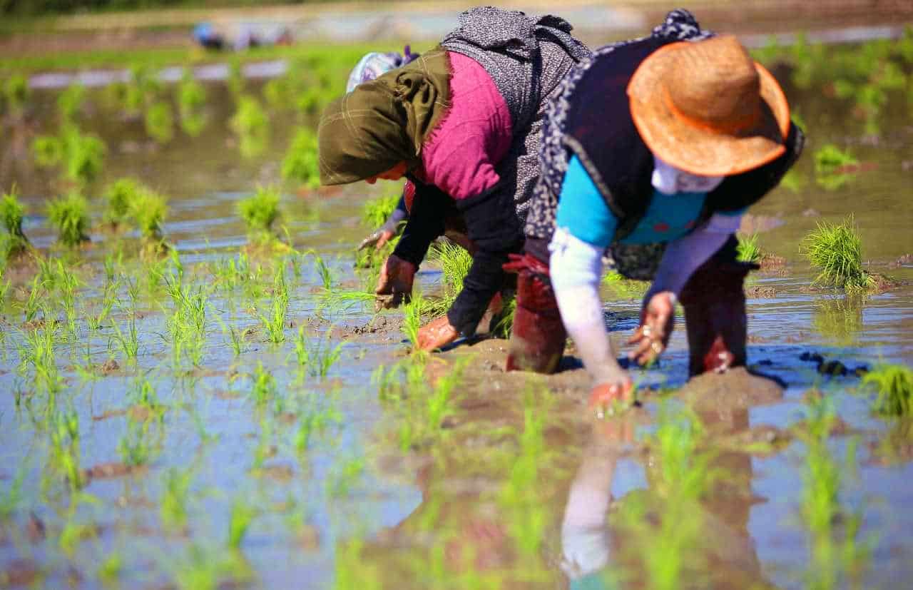 Rice Cultivation Iran: Your Ultimate Guide To Techniques
