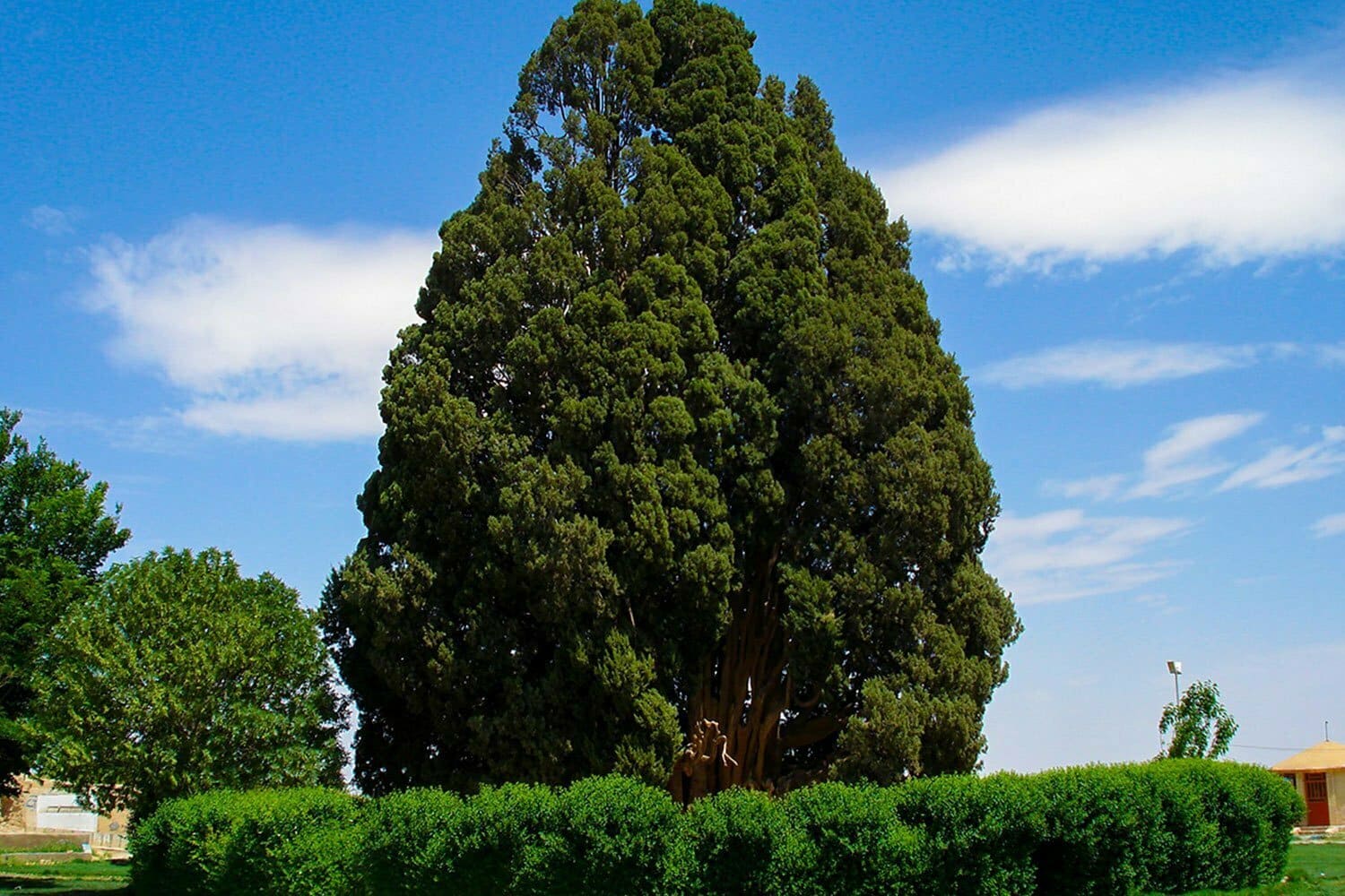 Sarv-e Abarkuh: The Timeless Iranian Cypress Of 4500 Years
