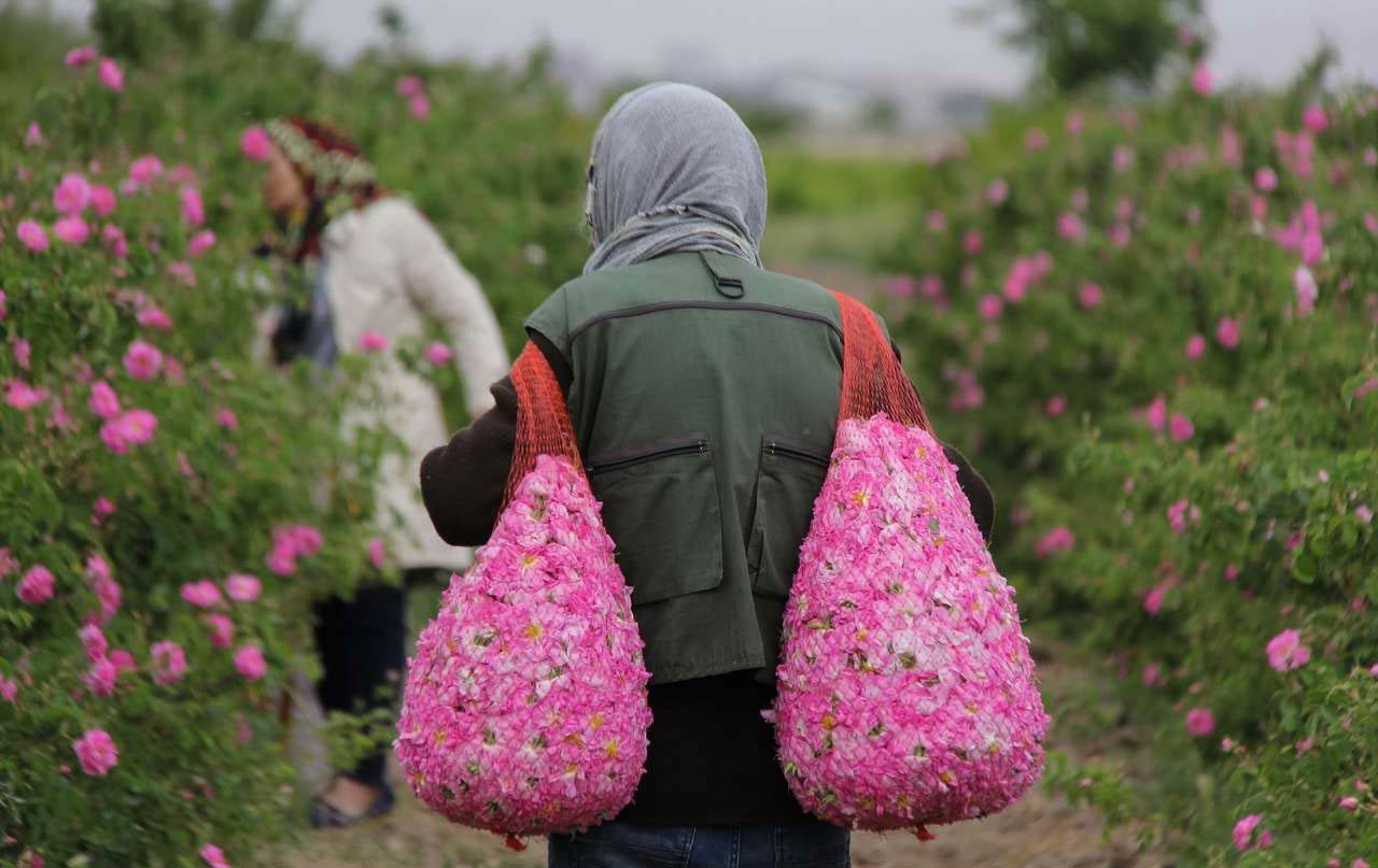 Iran Rosewater Festival: Celebrating The Rose Harvest