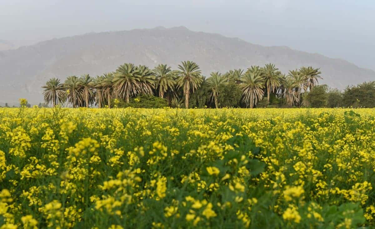 Fars Province Awakens: Spring's Blooming Wonders In Iran – SURFIRAN