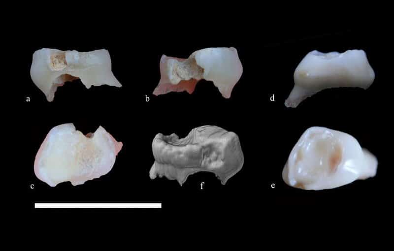 175,000-Year-Old Neanderthal Tooth Found On Dig In Iran