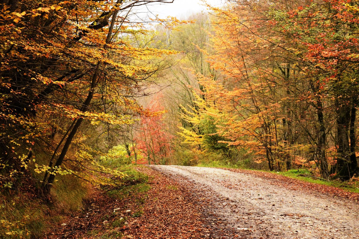 Naharkhoran Forest: A Serene Getaway In Golestan