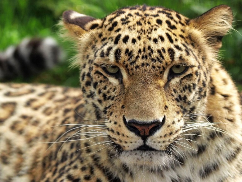 Wildlife Tours In Iran: Best Destinations And Experiences