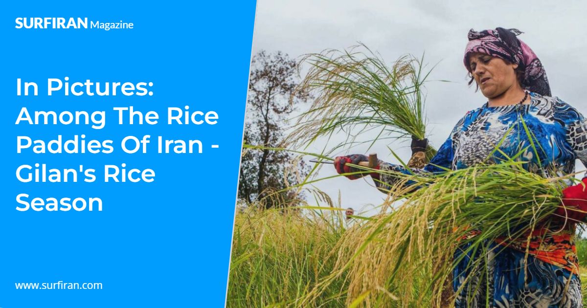 In Pictures: Among The Rice Paddies of Iran - Gilan's Rice Season ...