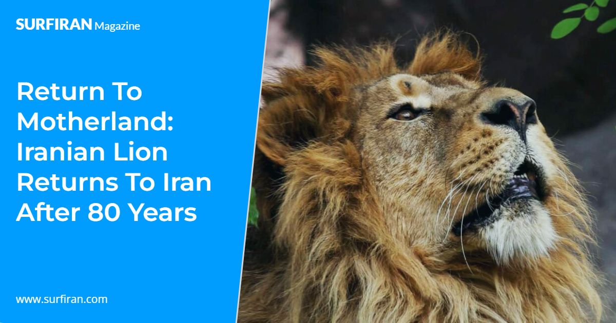 Return To Motherland: Iranian lion returns to Iran after 80 years ...