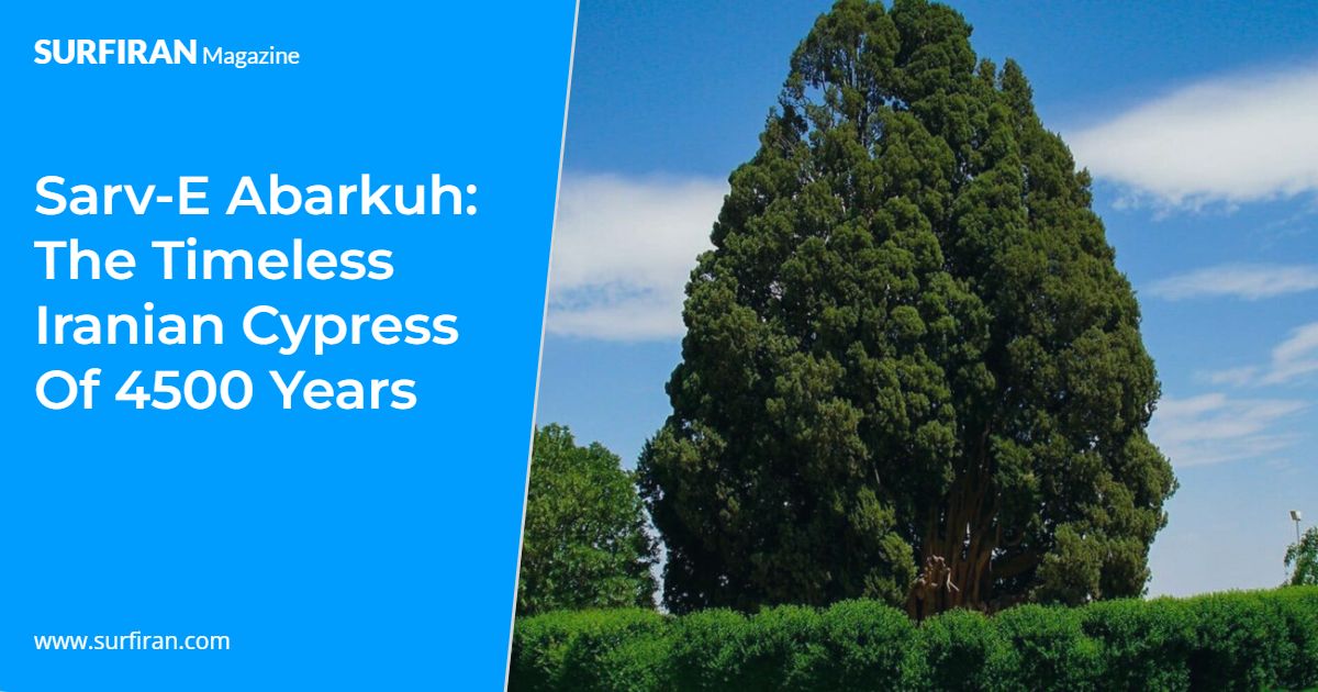 Sarv-e Abarkuh: The Timeless Iranian Cypress of 4500 Years