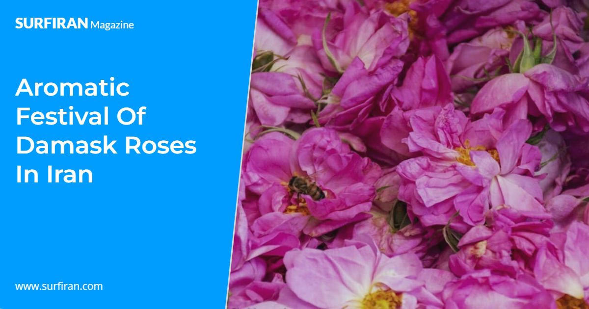 Aromatic Festival of Damask Roses in Iran – SURFIRAN