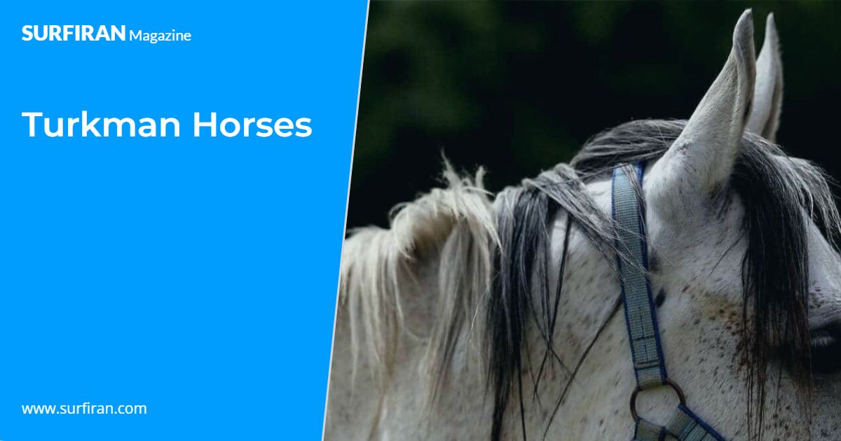 Turkoman Horse: Festivals, History, Traditions and Proverbs