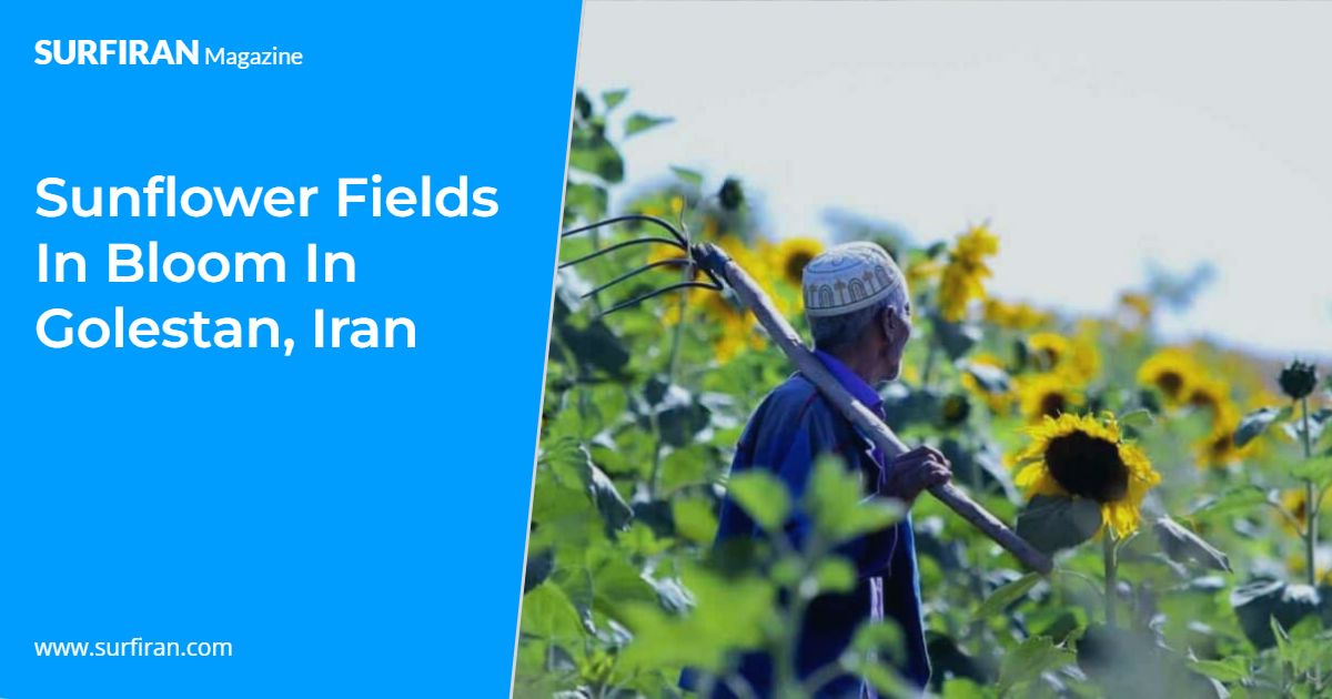 Sunflower fields in bloom in Golestan, Iran