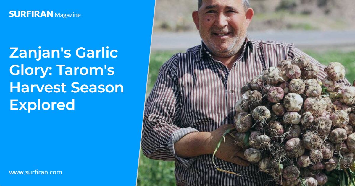 Zanjan's Garlic Glory: Tarom's Harvest Season Explored – SURFIRAN